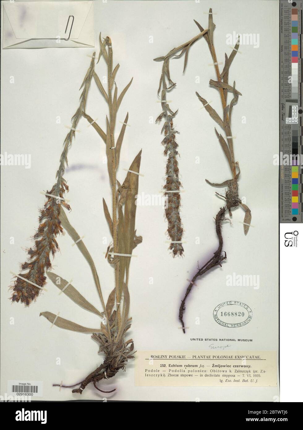 Echium rubrum Forssk Stock Photo - Alamy