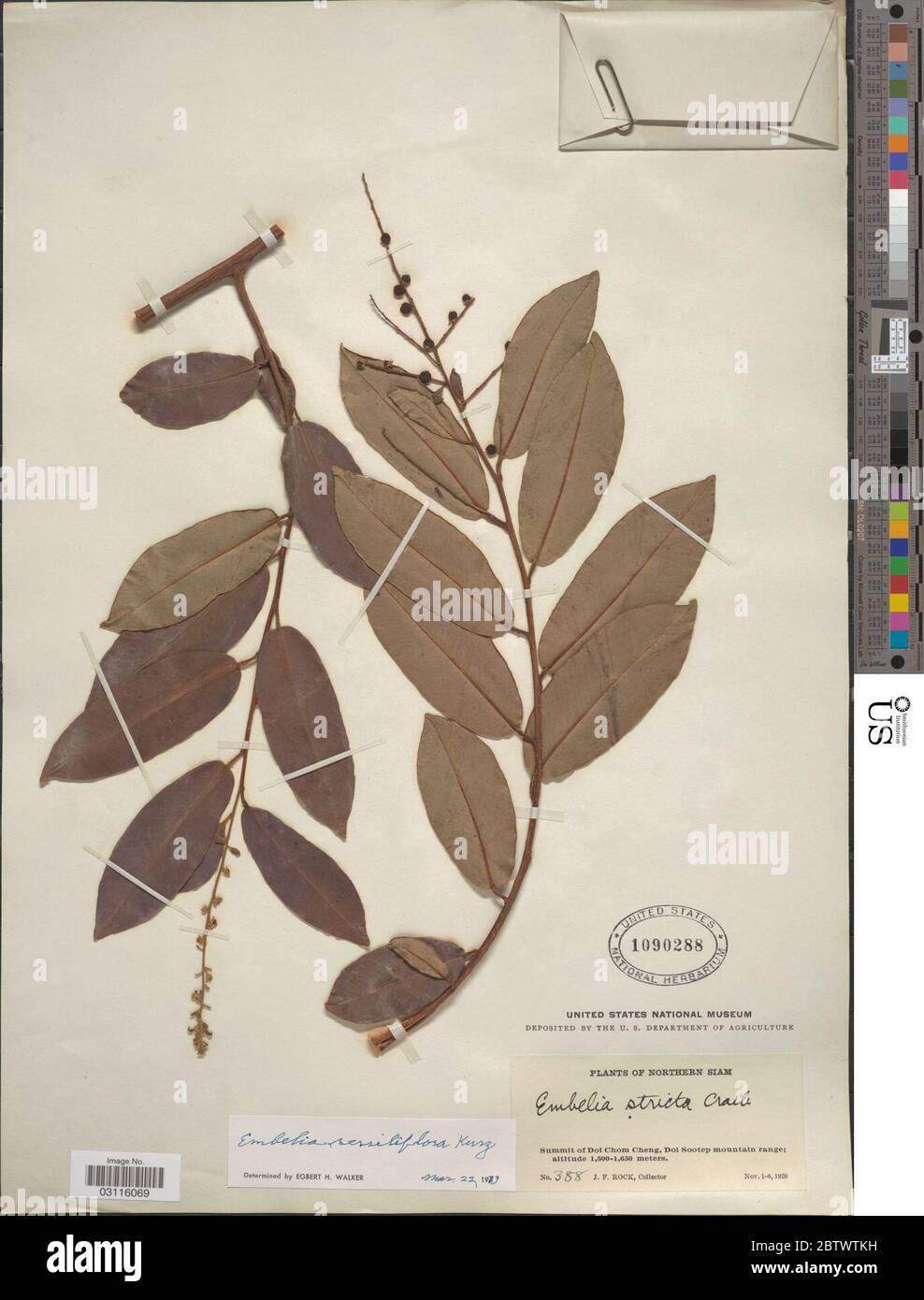 Embelia sessiliflora Kurz Stock Photo - Alamy