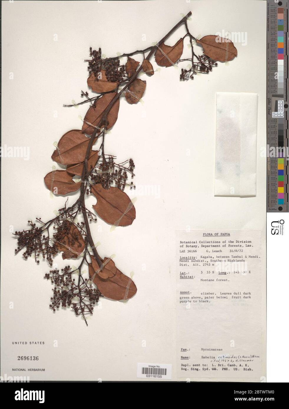 Embelia cotinoides hi-res stock photography and images - Alamy