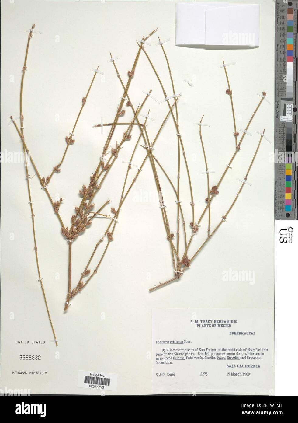 Ephedra trifurca hi-res stock photography and images - Alamy