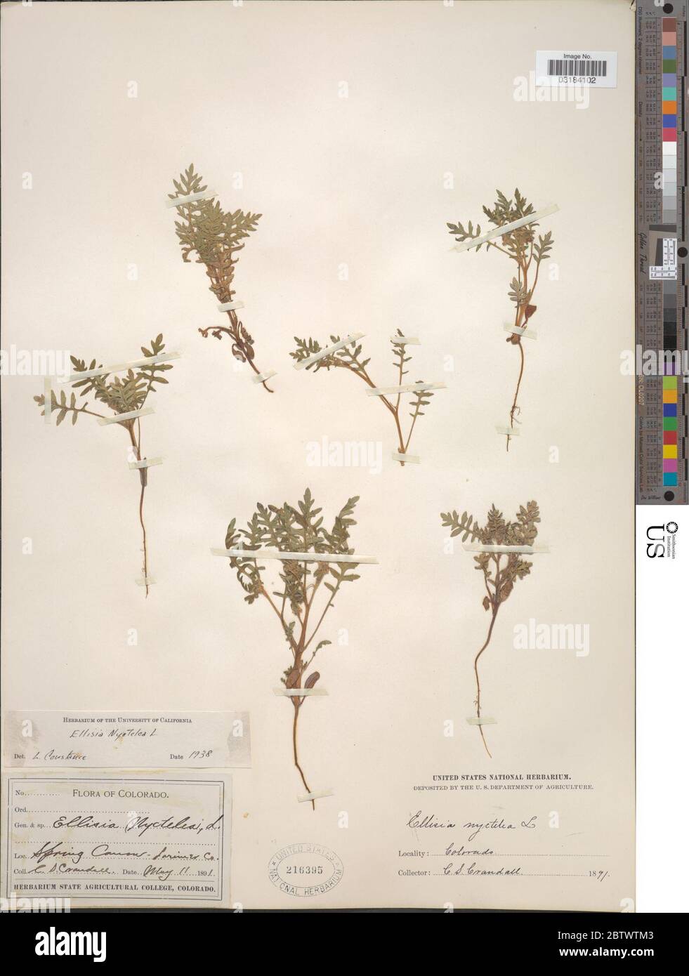 Ellisia nyctelea L Stock Photo - Alamy