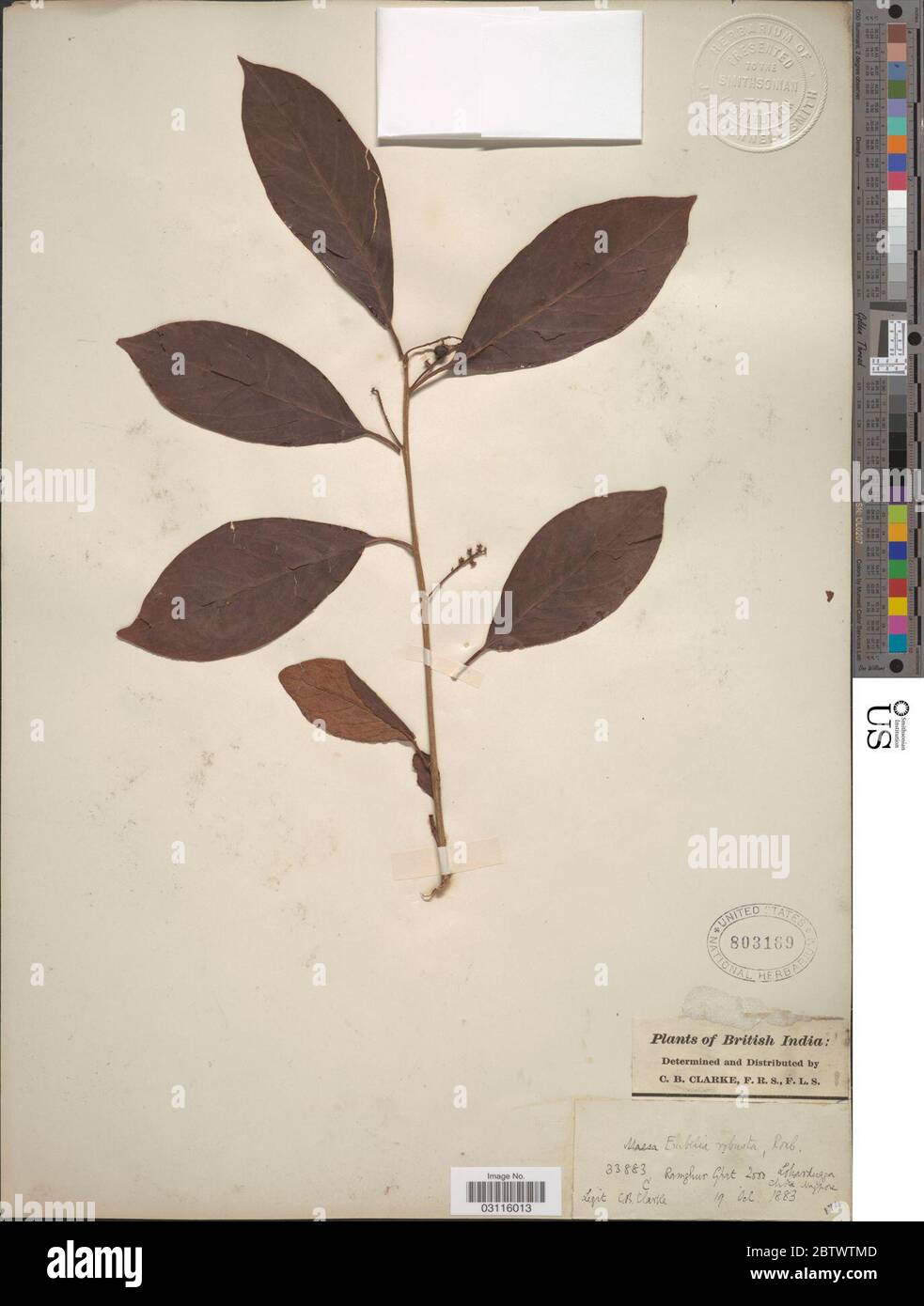 Embelia robusta Roxb Stock Photo - Alamy