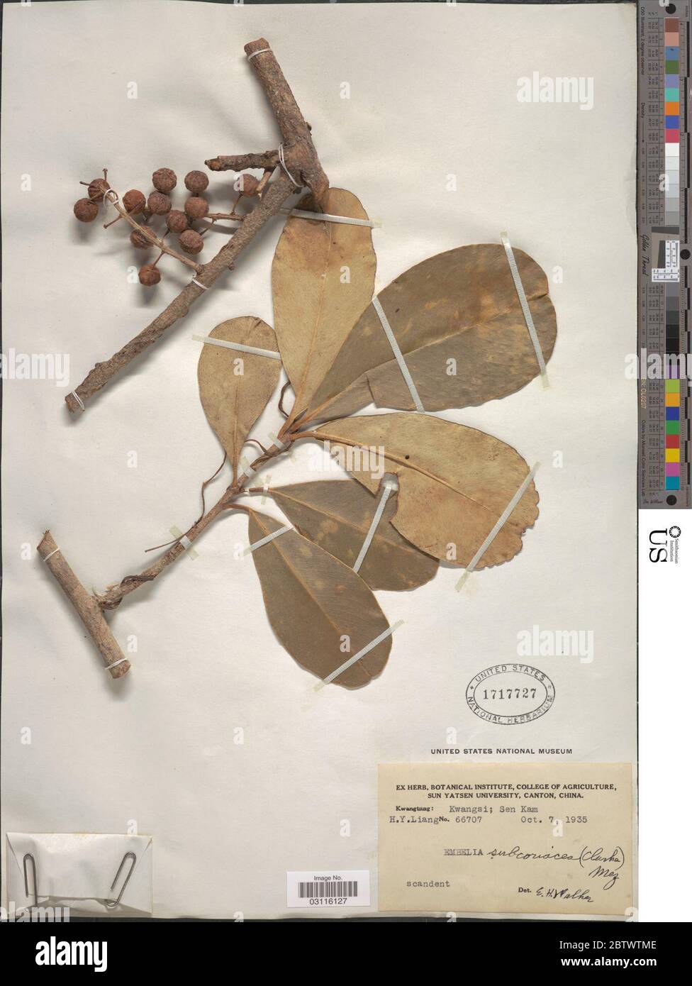 Embelia subcoriacea CB Clarke Mez Stock Photo - Alamy
