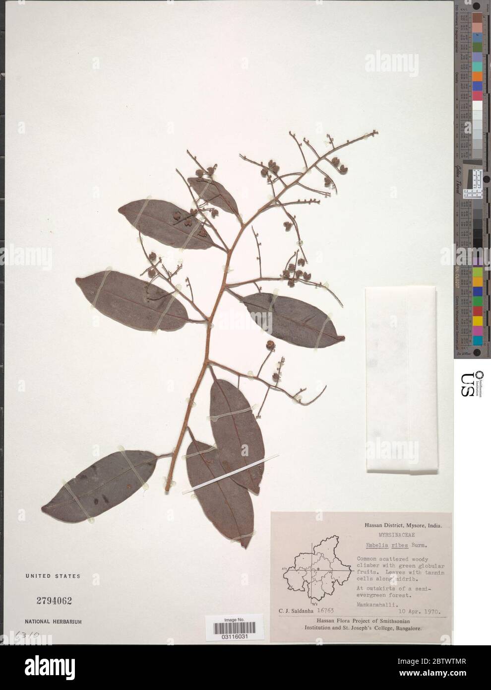 Embelia ribes Burm f Stock Photo - Alamy