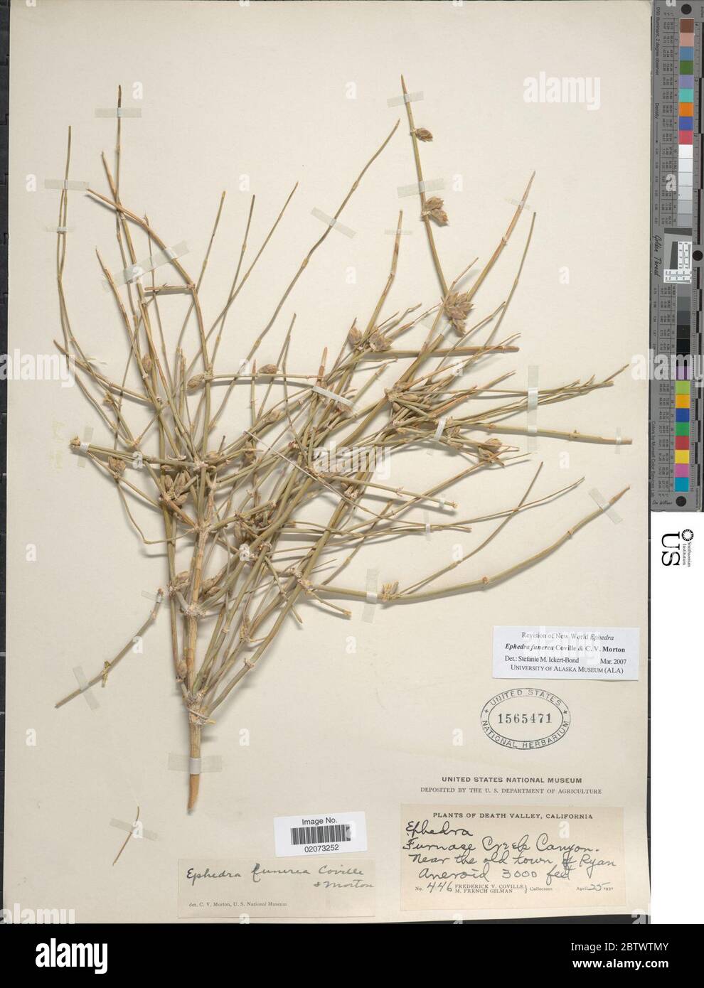 Ephedra plant hi-res stock photography and images - Alamy
