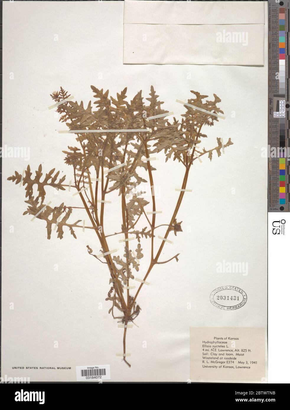 Ellisia nyctelea L Stock Photo - Alamy