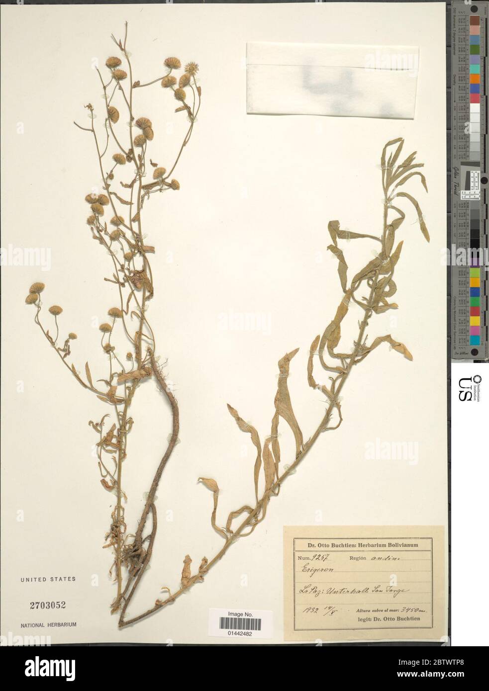 Erigeron sp hi-res stock photography and images - Alamy