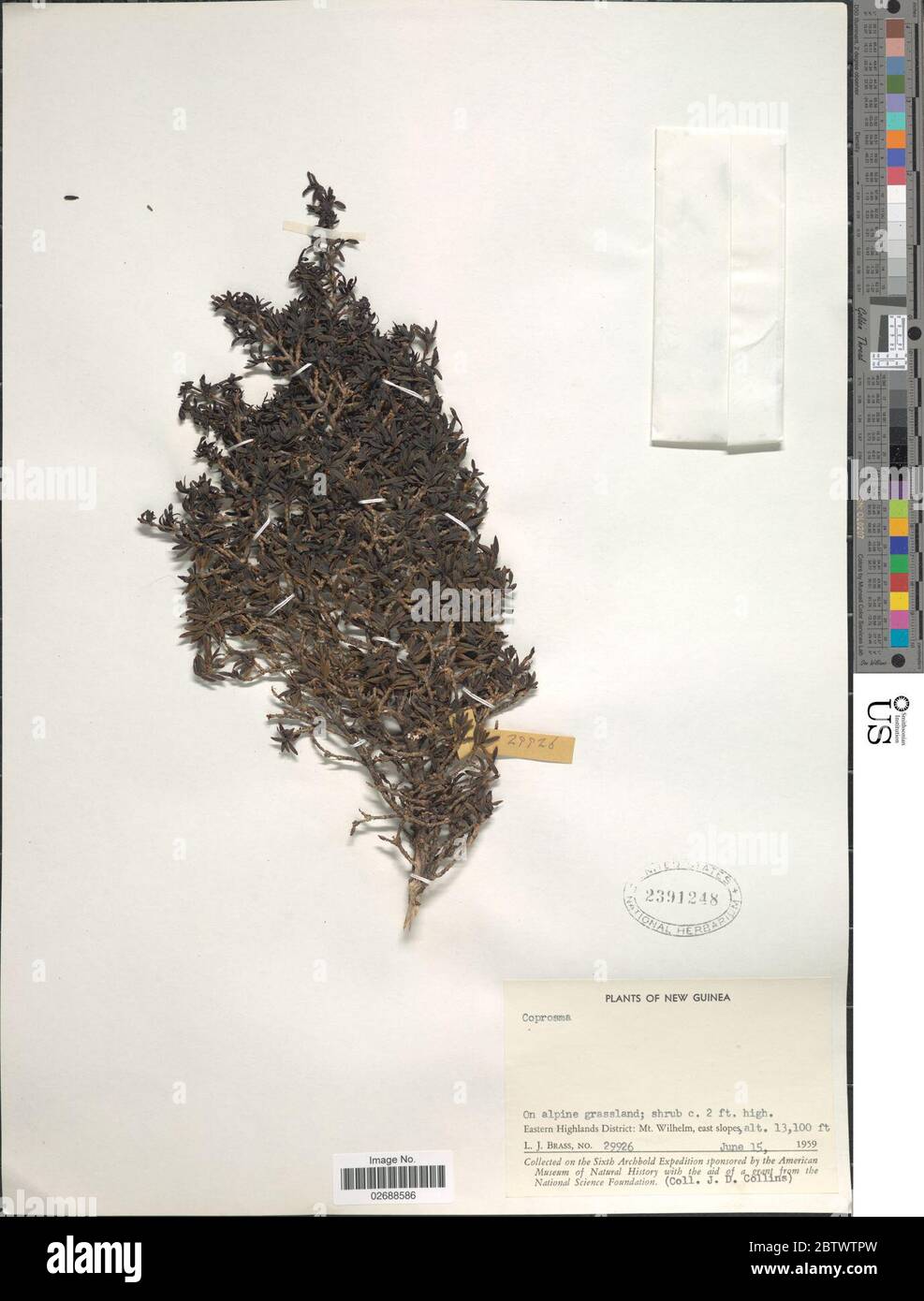 Coprosma specimen coprosma specimen hi-res stock photography and images ...