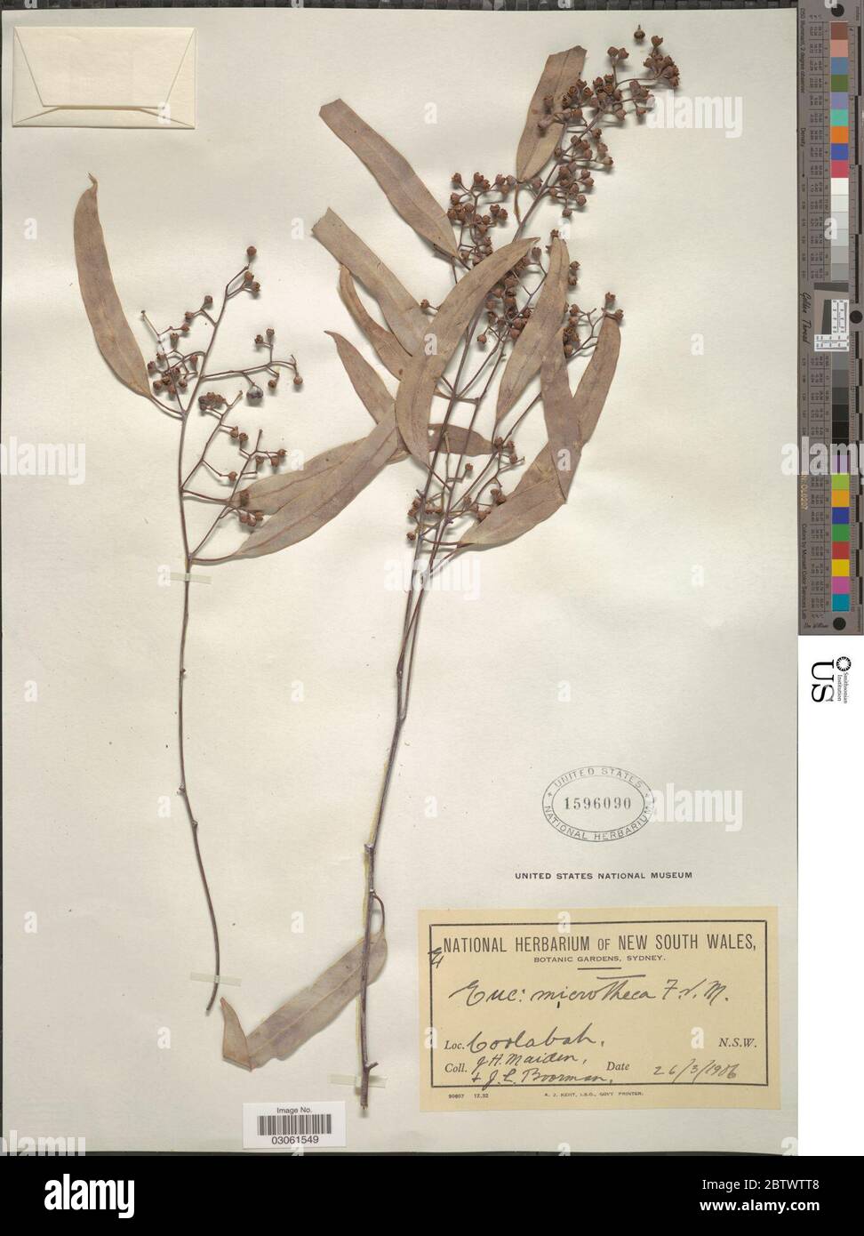 Eucalyptus microtheca hi-res stock photography and images - Alamy