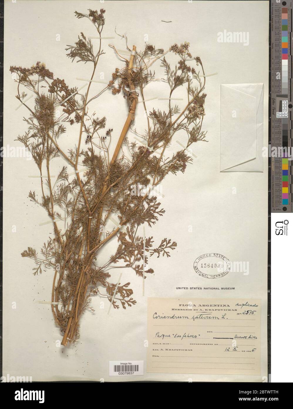 Plant species coriandrum sativum hi-res stock photography and images ...