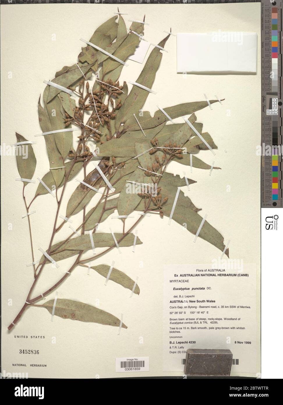 Eucalyptus punctata DC A Cunn ex Stock Photo - Alamy