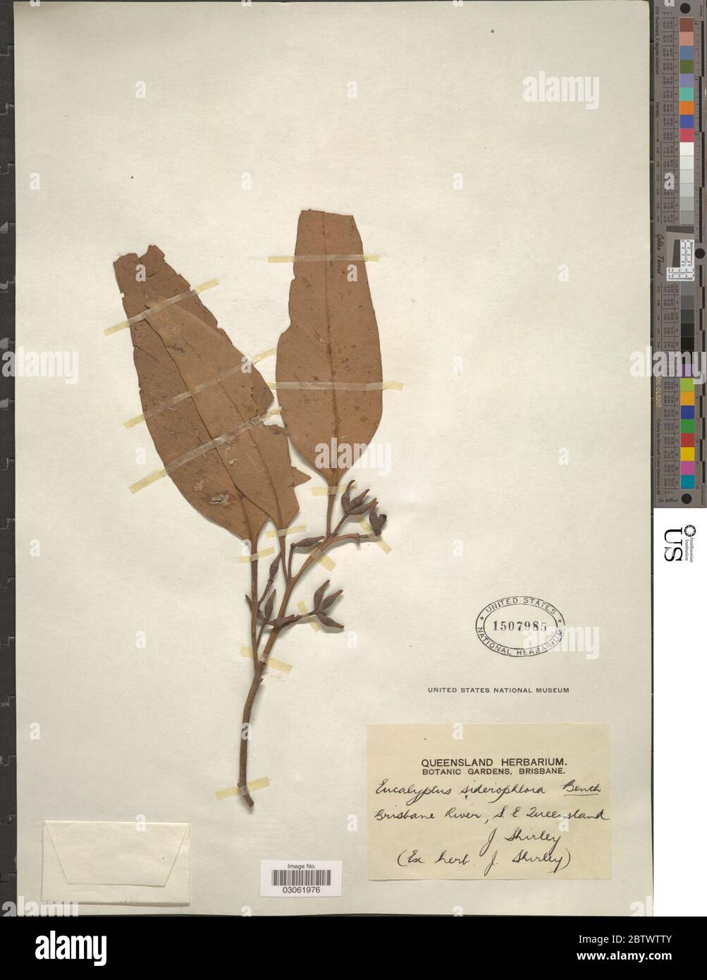 Eucalyptus siderophloia hi-res stock photography and images - Alamy