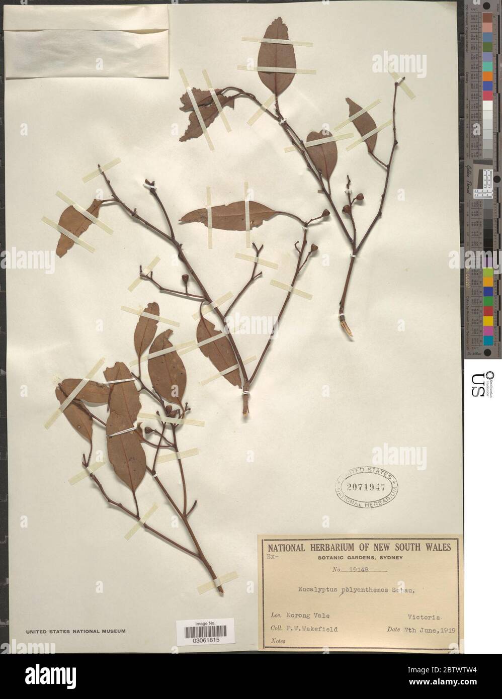 Eucalyptus polyanthemos hi-res stock photography and images - Alamy