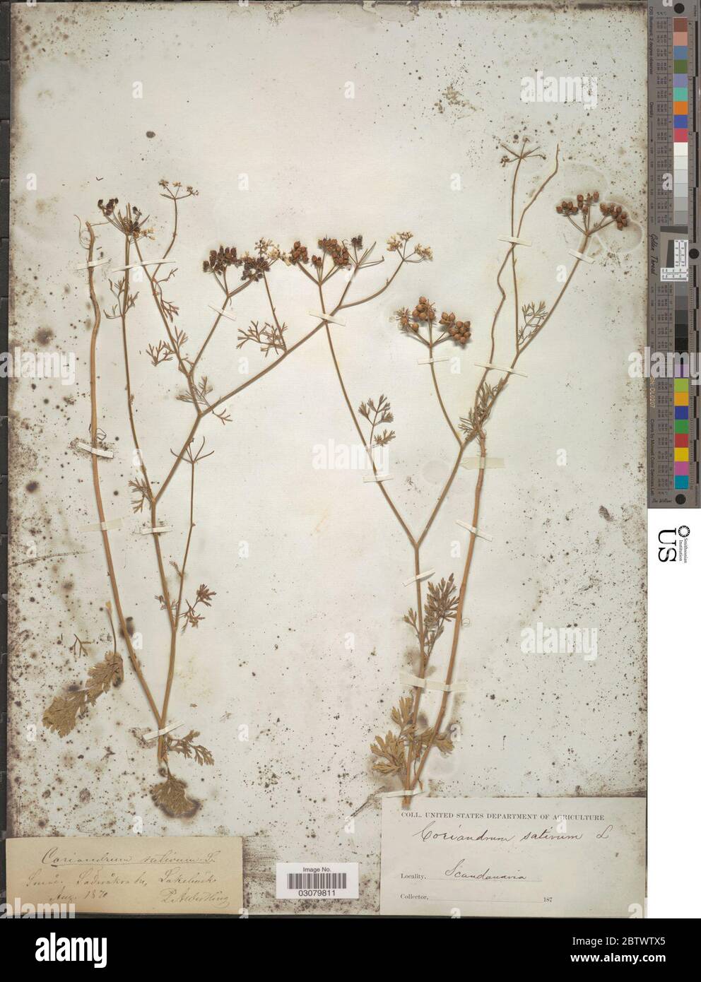 Coriandrum sativum L Stock Photo - Alamy