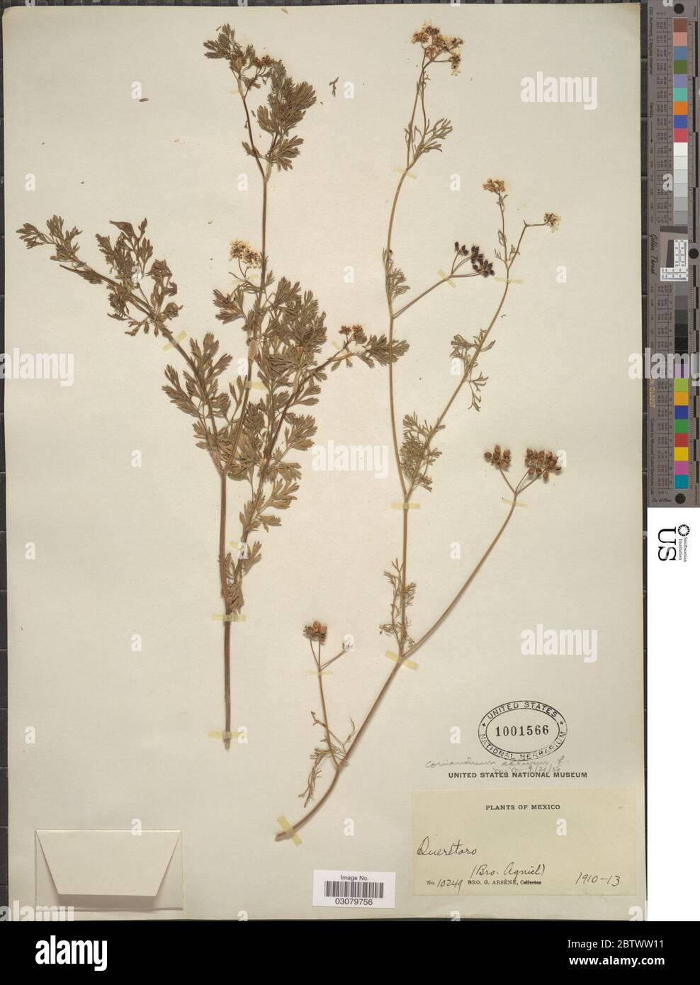 Plant species coriandrum sativum hi-res stock photography and images ...