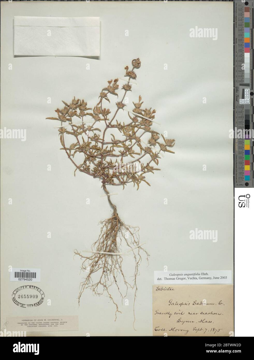 Galeopsis angustifolia Ehrh ex Hoffm Stock Photo - Alamy