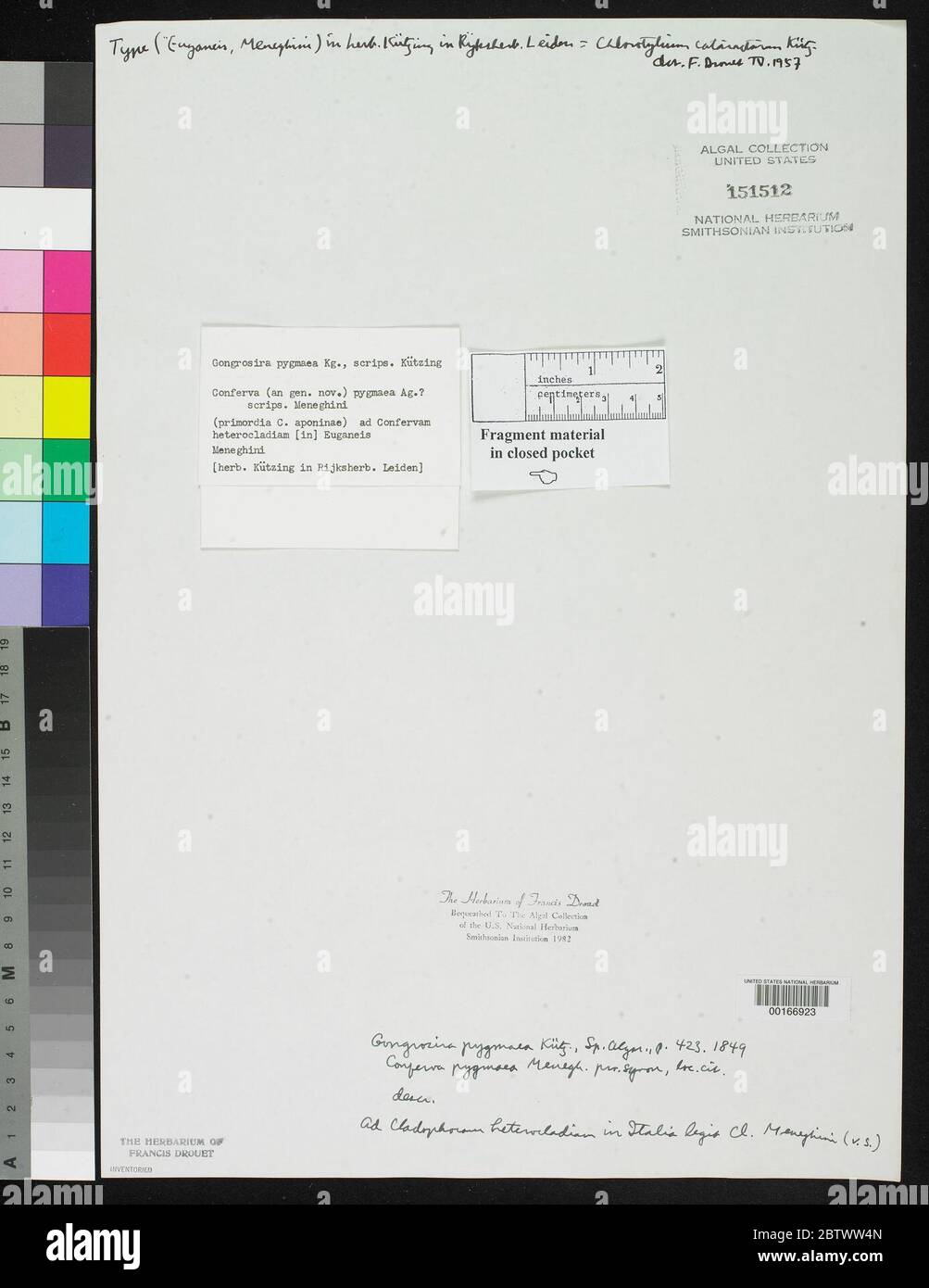 Pygmaea hi-res stock photography and images - Alamy