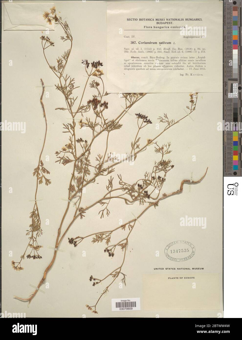Coriandrum sativum L Stock Photo - Alamy