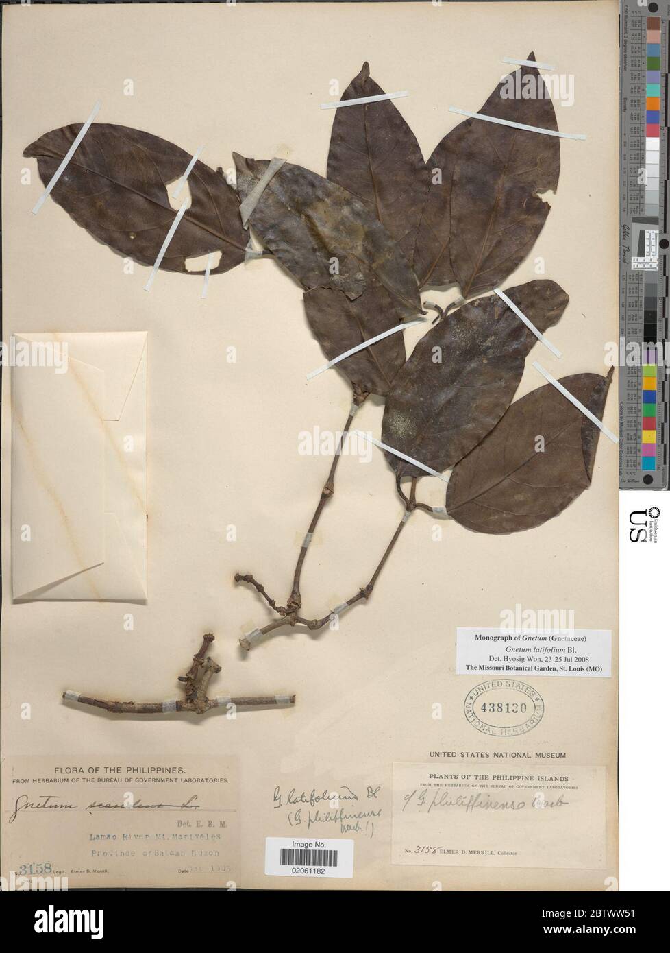 Gnetum hi-res stock photography and images - Alamy