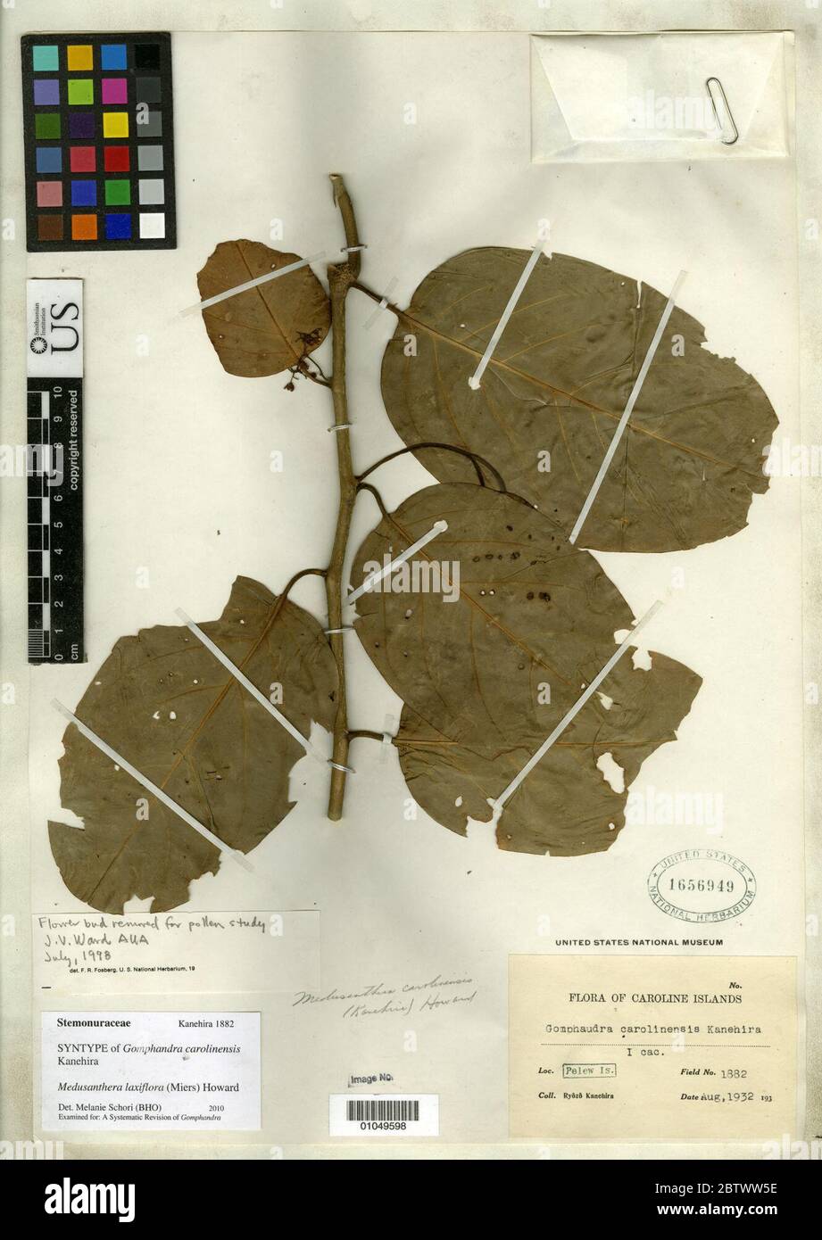 Gomphandra hi-res stock photography and images - Alamy