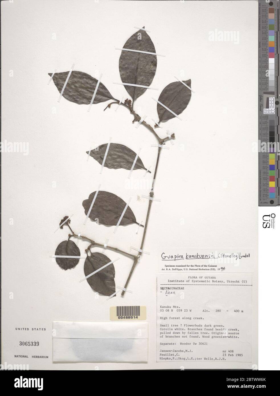 Guapira kanukuensis hi-res stock photography and images - Alamy