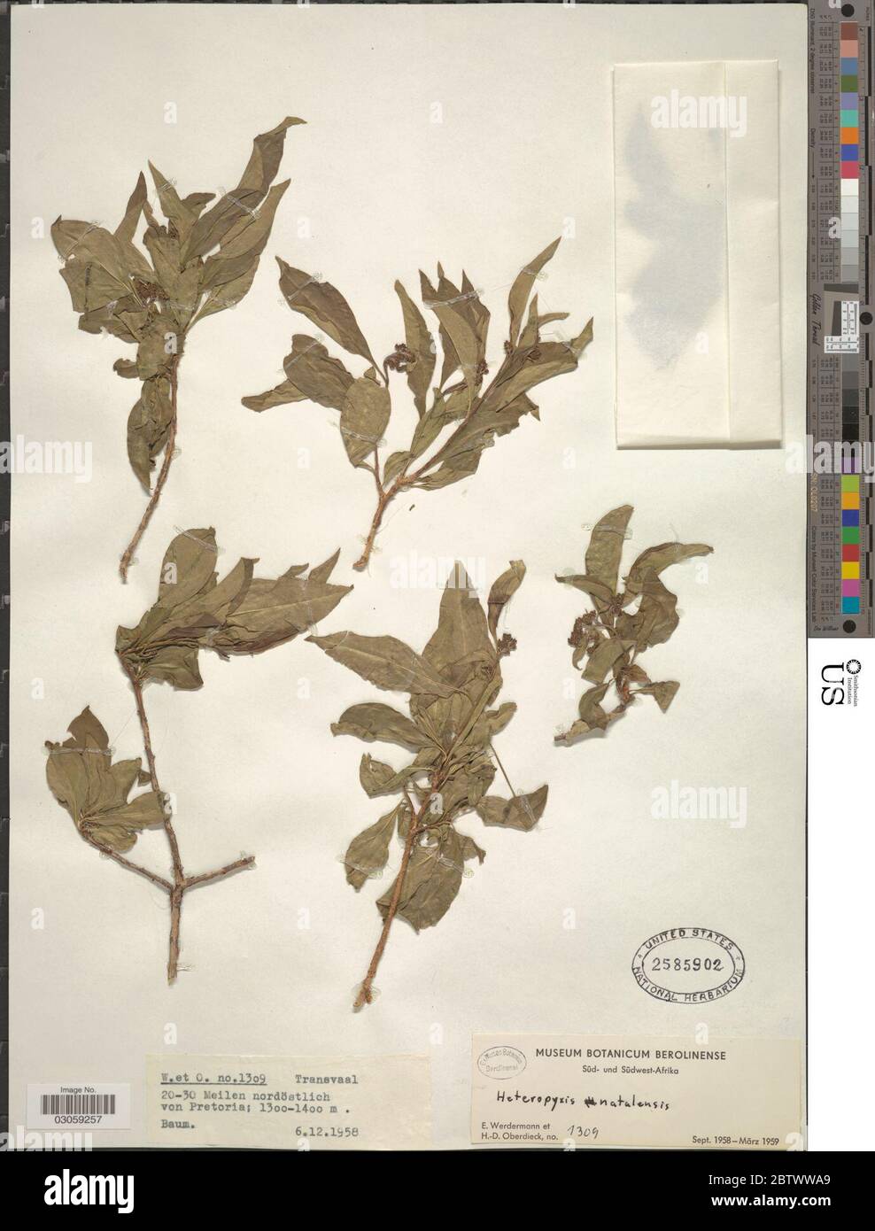 Natalensis hi-res stock photography and images - Alamy