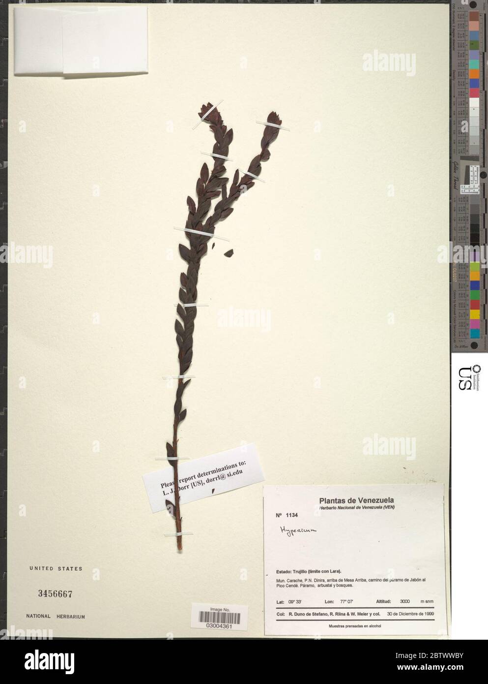 Hypericum sp hi-res stock photography and images - Alamy