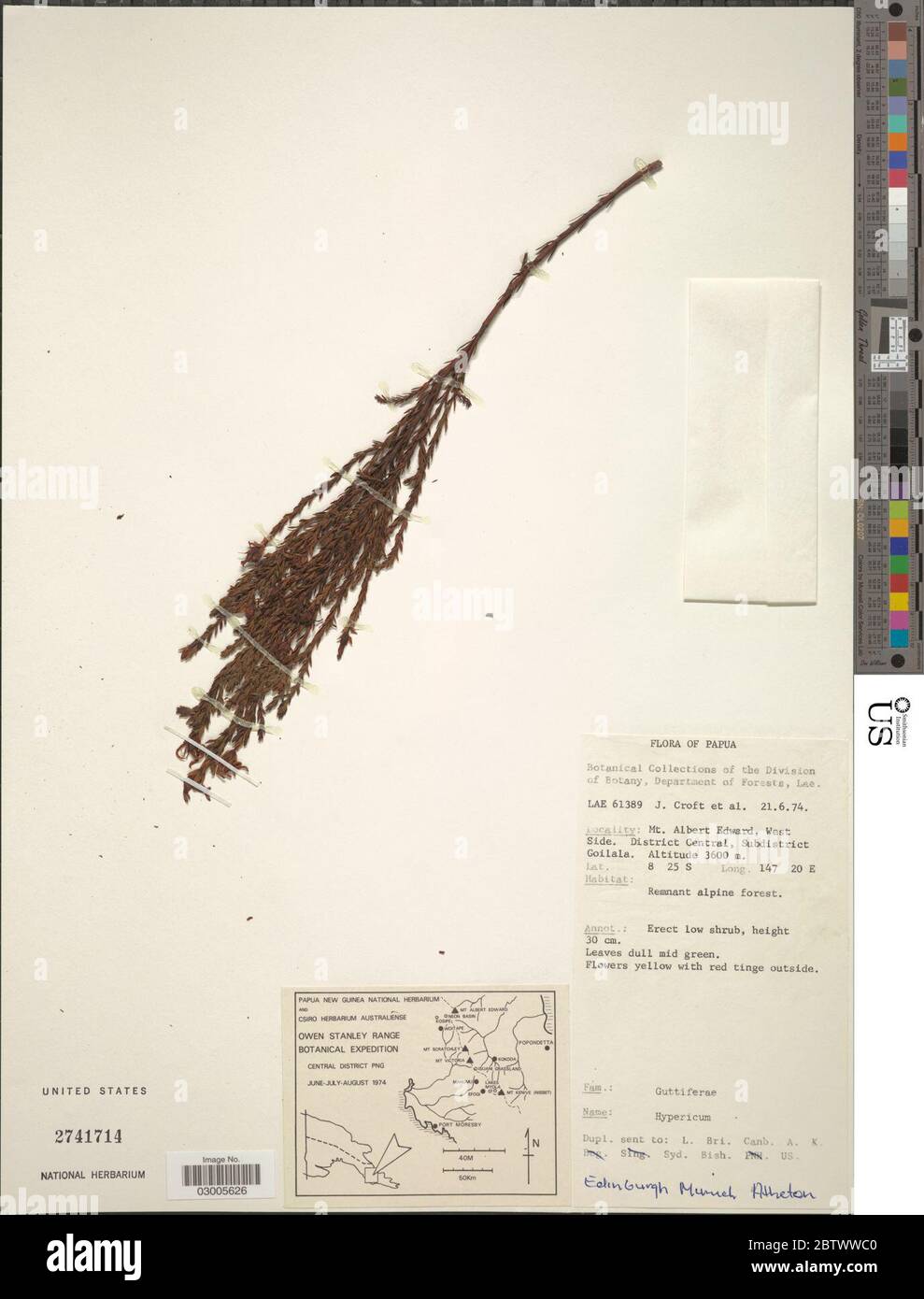 Hypericum sp hi-res stock photography and images - Alamy