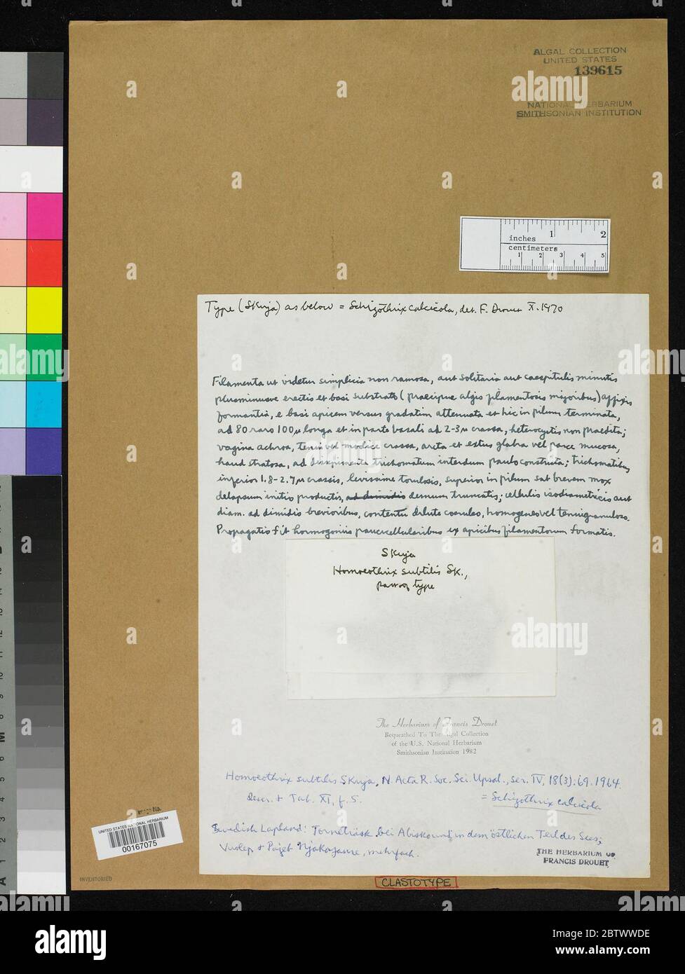 Homoeothrix subtilis Skuja Stock Photo - Alamy