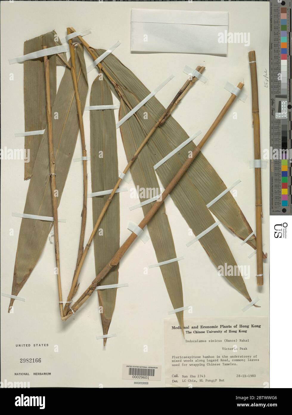 Sinicus hi-res stock photography and images - Alamy