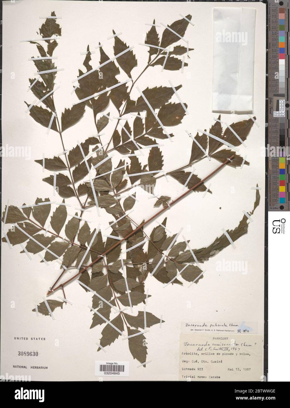 Jacaranda puberula hi-res stock photography and images - Alamy