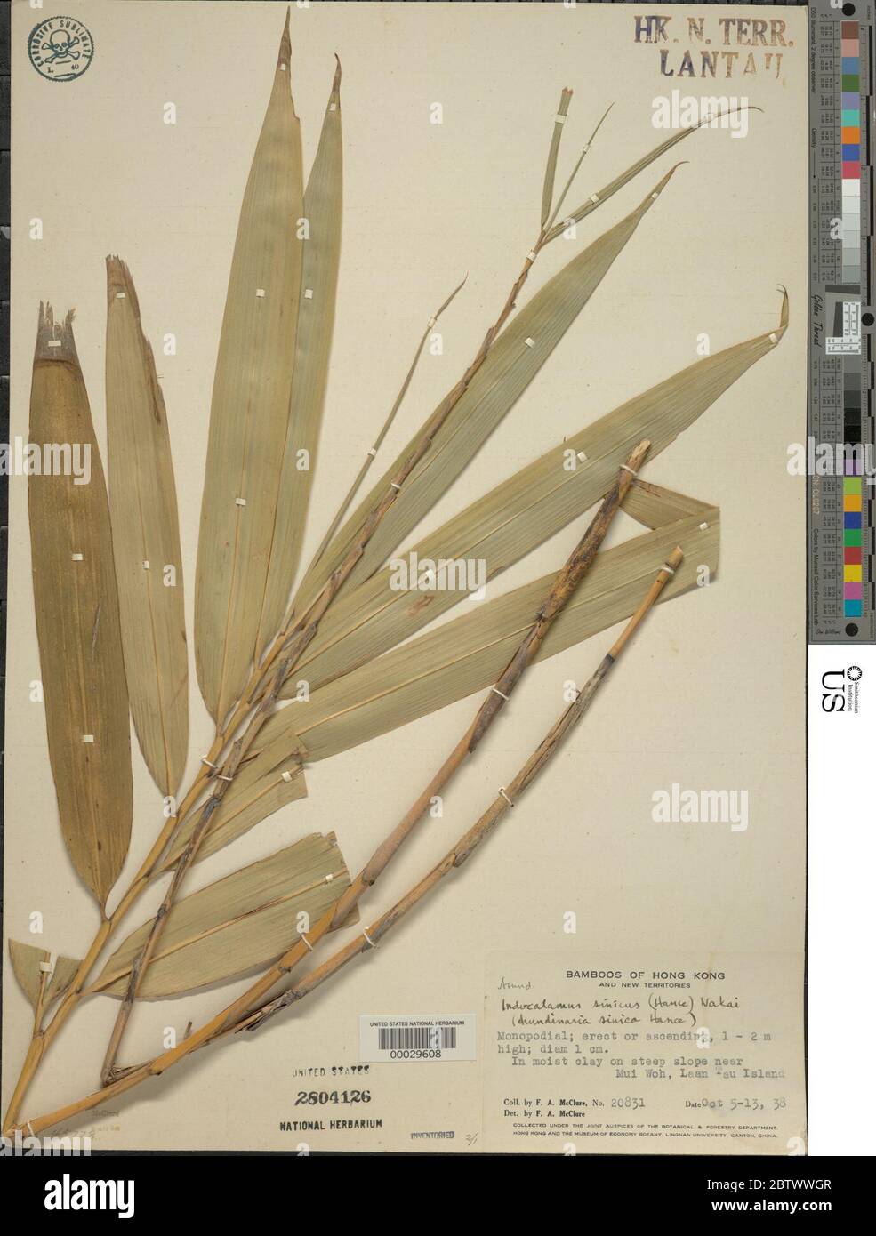 Sinicus hi-res stock photography and images - Alamy