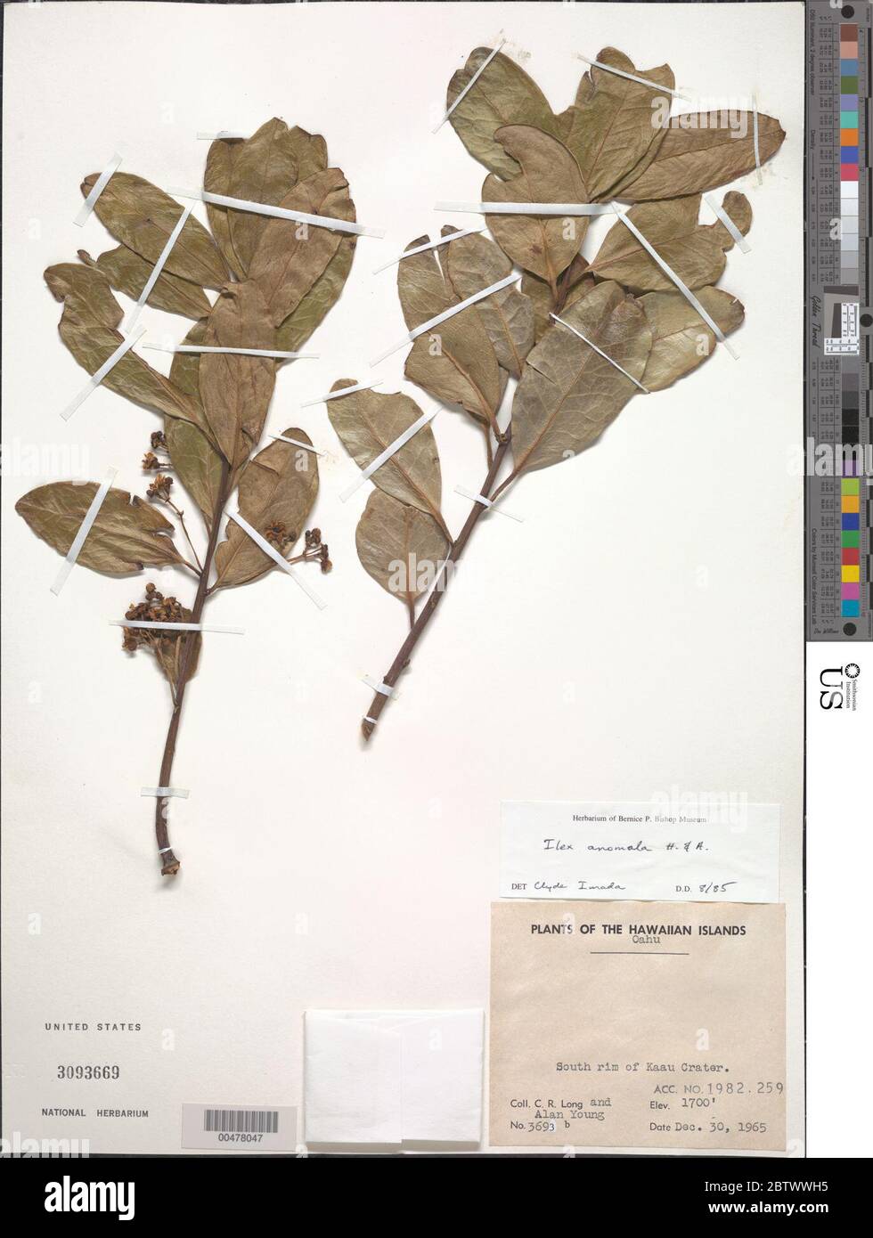 Ilex anomala hi-res stock photography and images - Alamy
