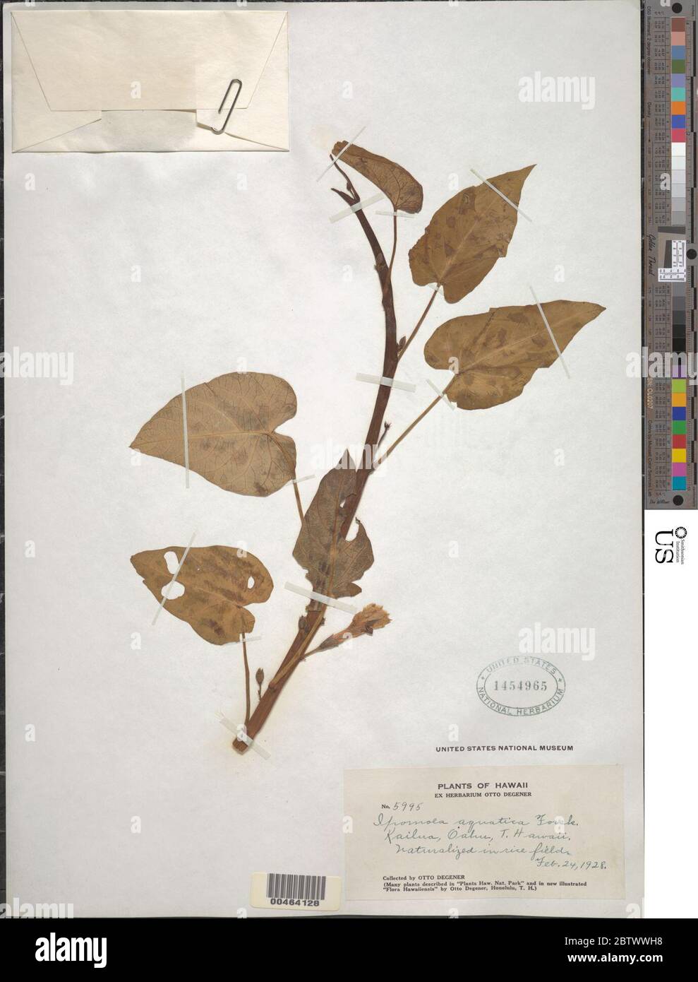 Ipomoea aquatica Forssk Stock Photo - Alamy