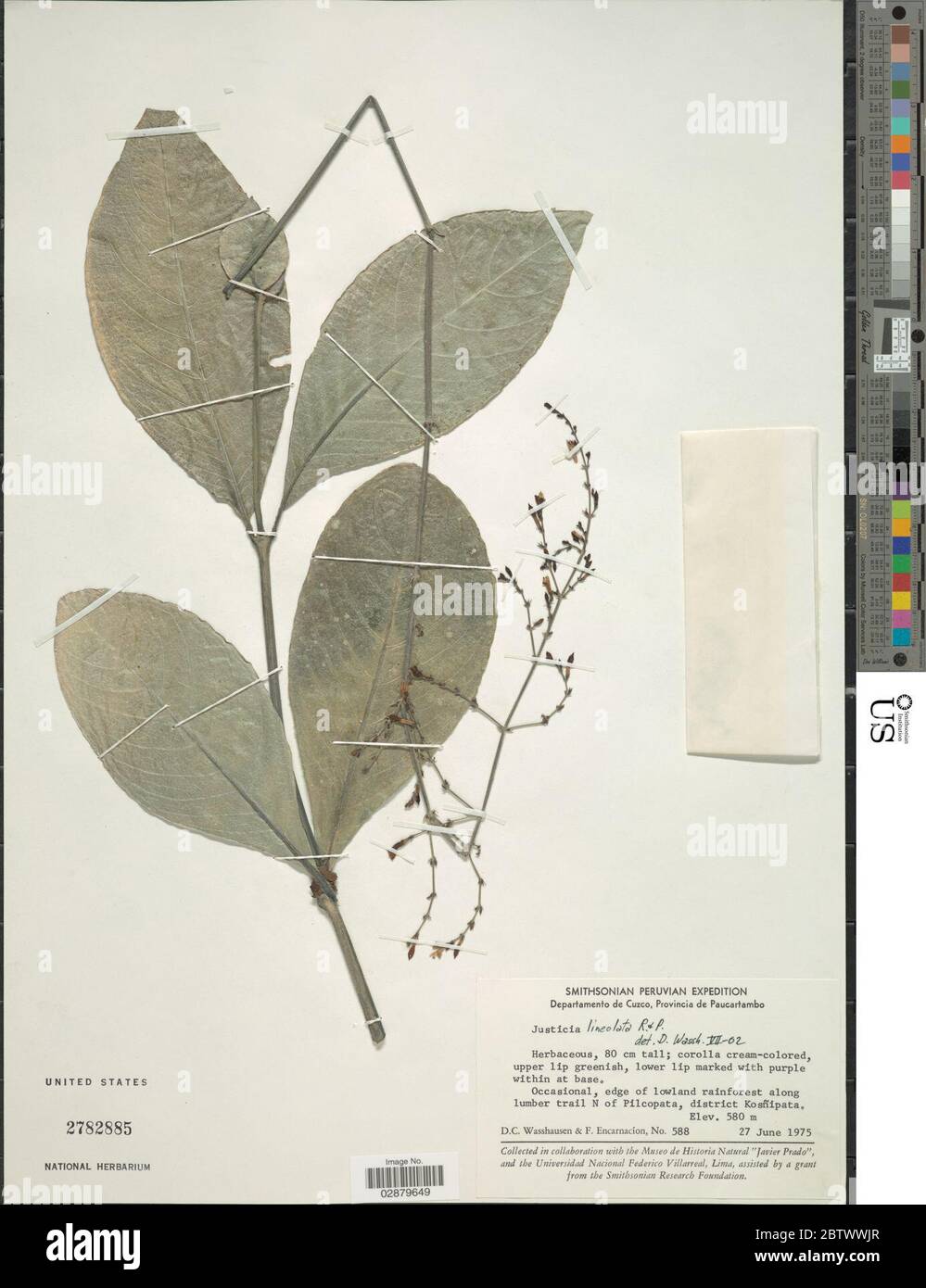 Lineolata hi-res stock photography and images - Alamy