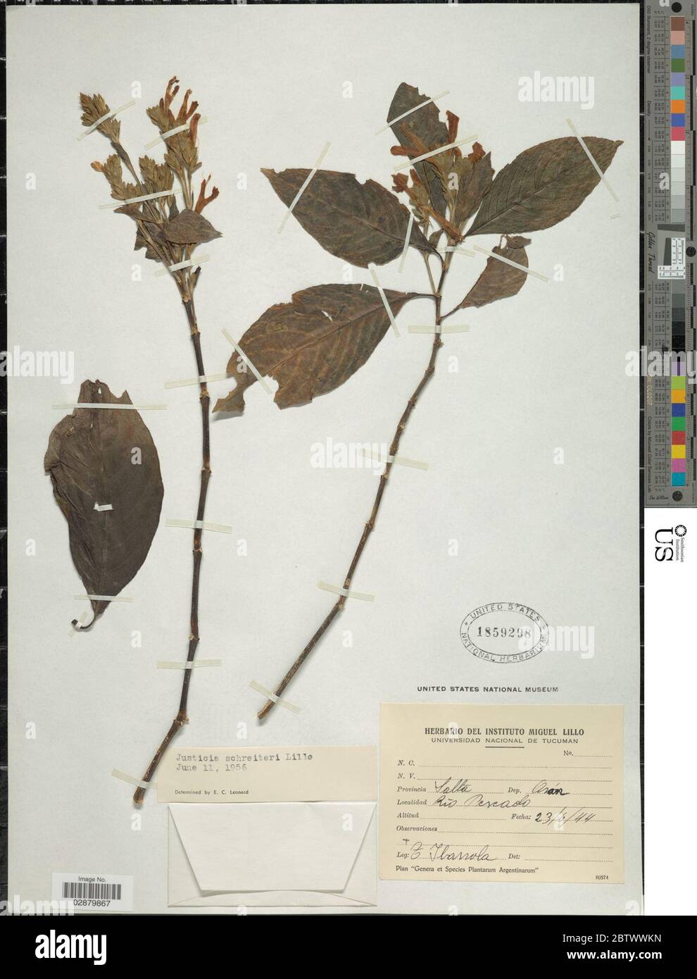 Justicia oranensis De Marco T Ruz Stock Photo - Alamy