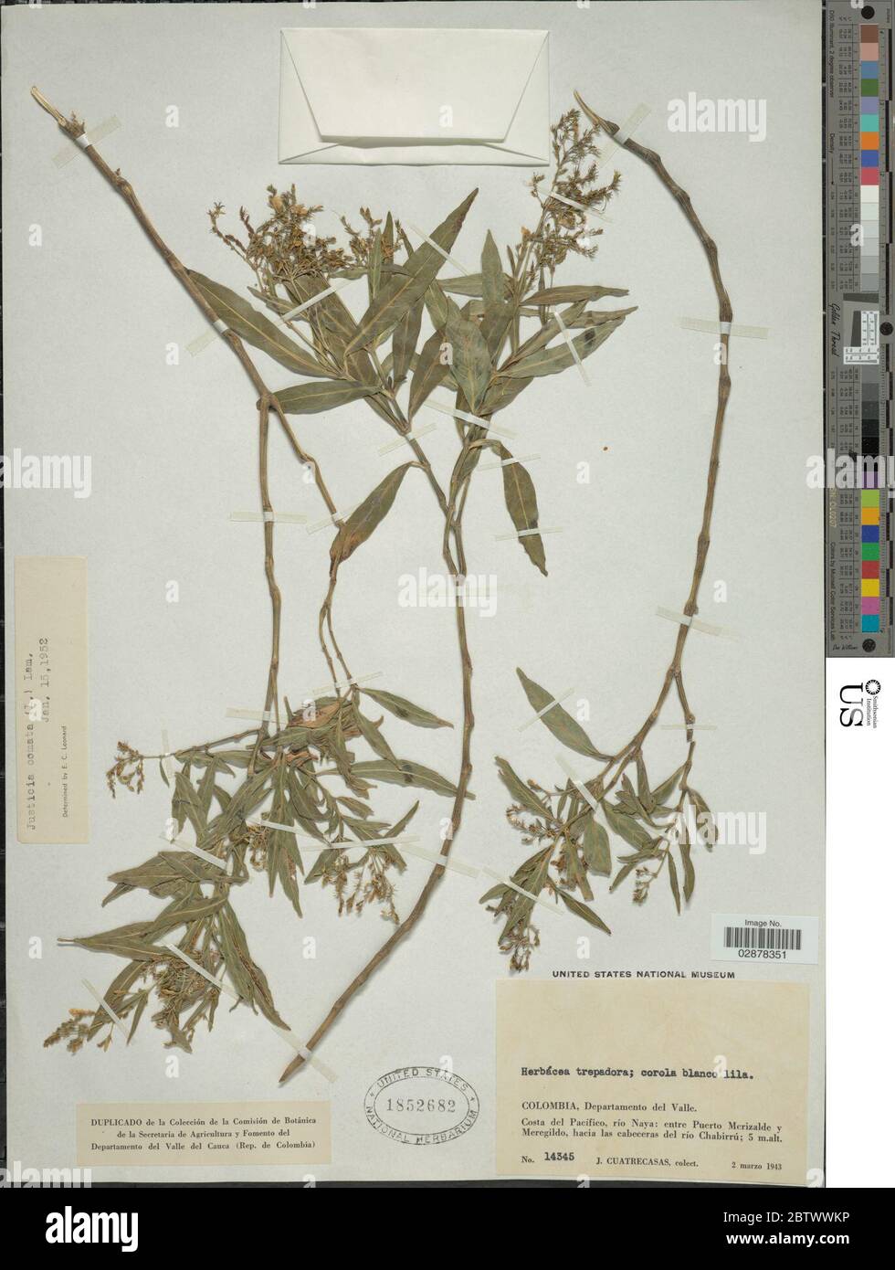 Comata hi-res stock photography and images - Alamy