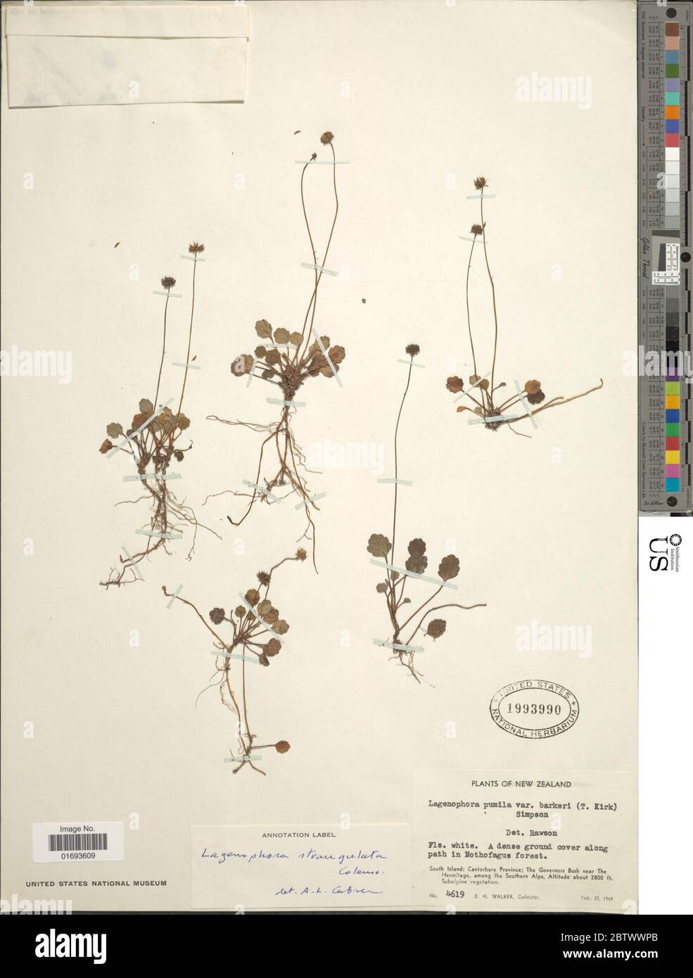 Lagenifera hi-res stock photography and images - Alamy