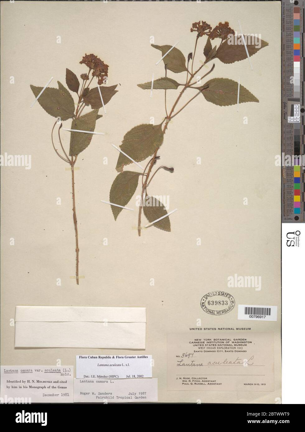 Lantana aculeata hi-res stock photography and images - Alamy