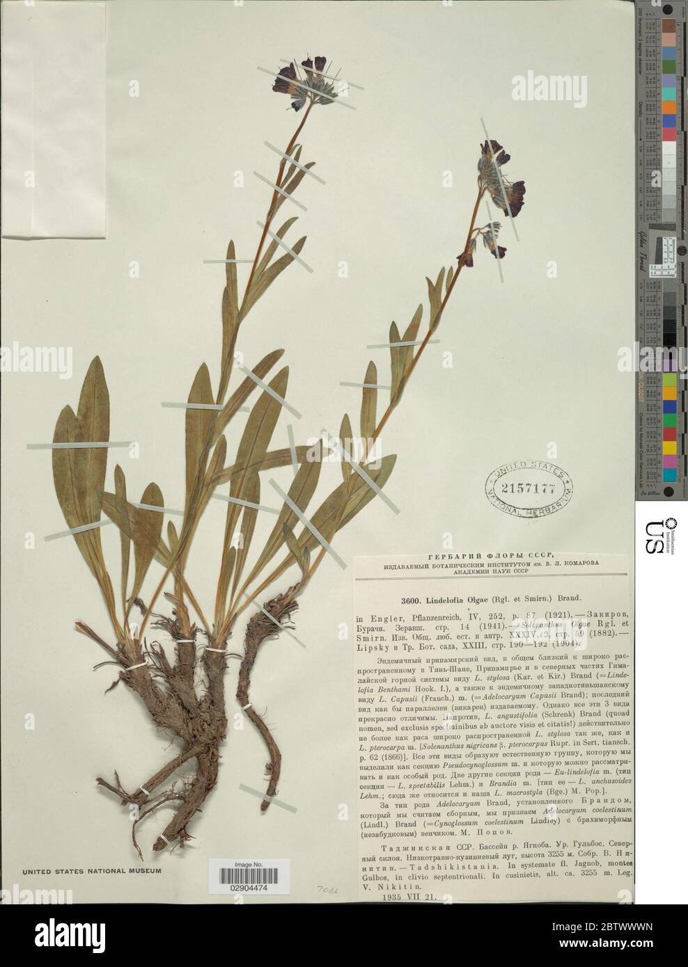 Lindelofia olgae Regel Smirn Brand Stock Photo - Alamy