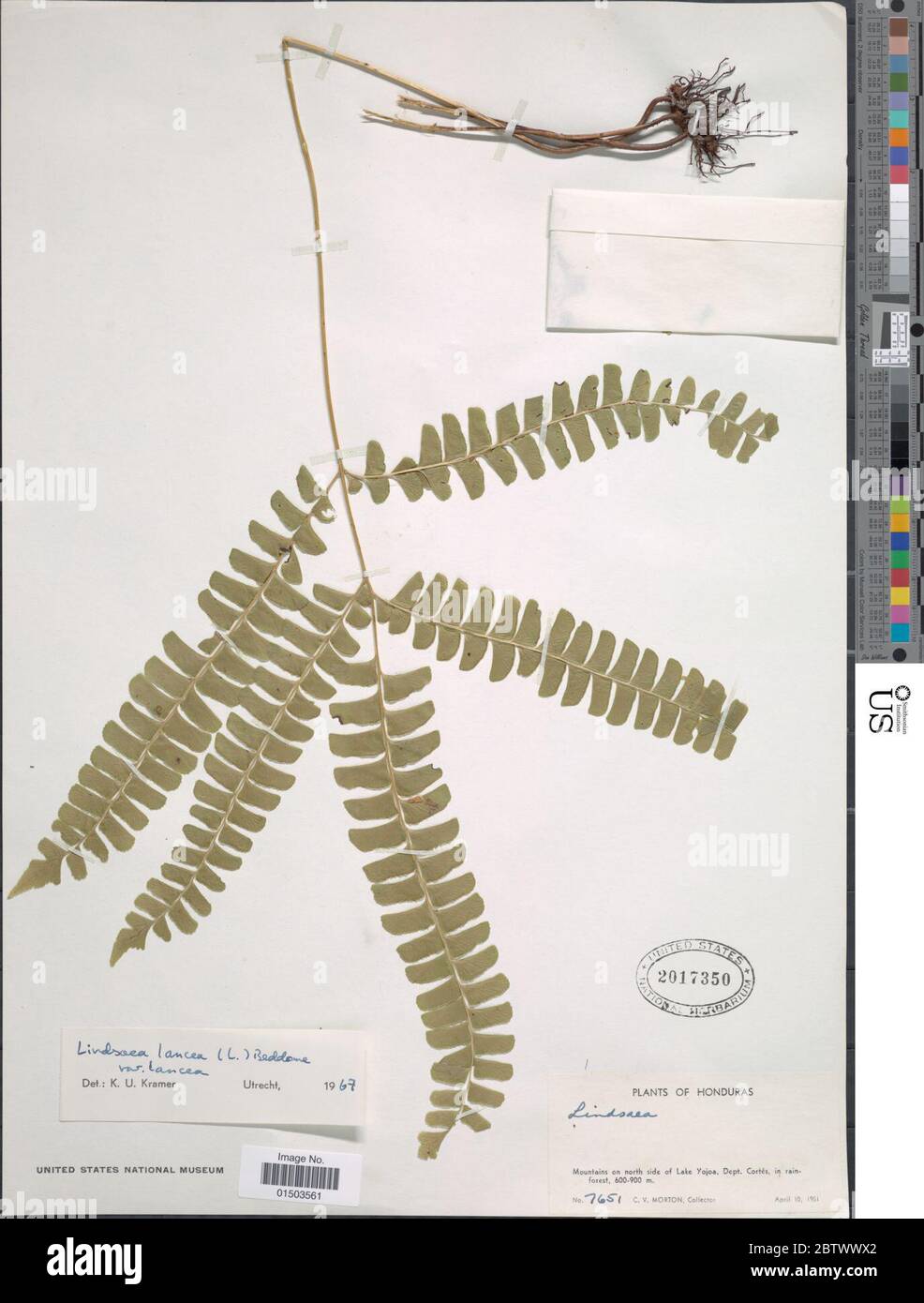 Lindsaea lancea L Bedd Stock Photo - Alamy