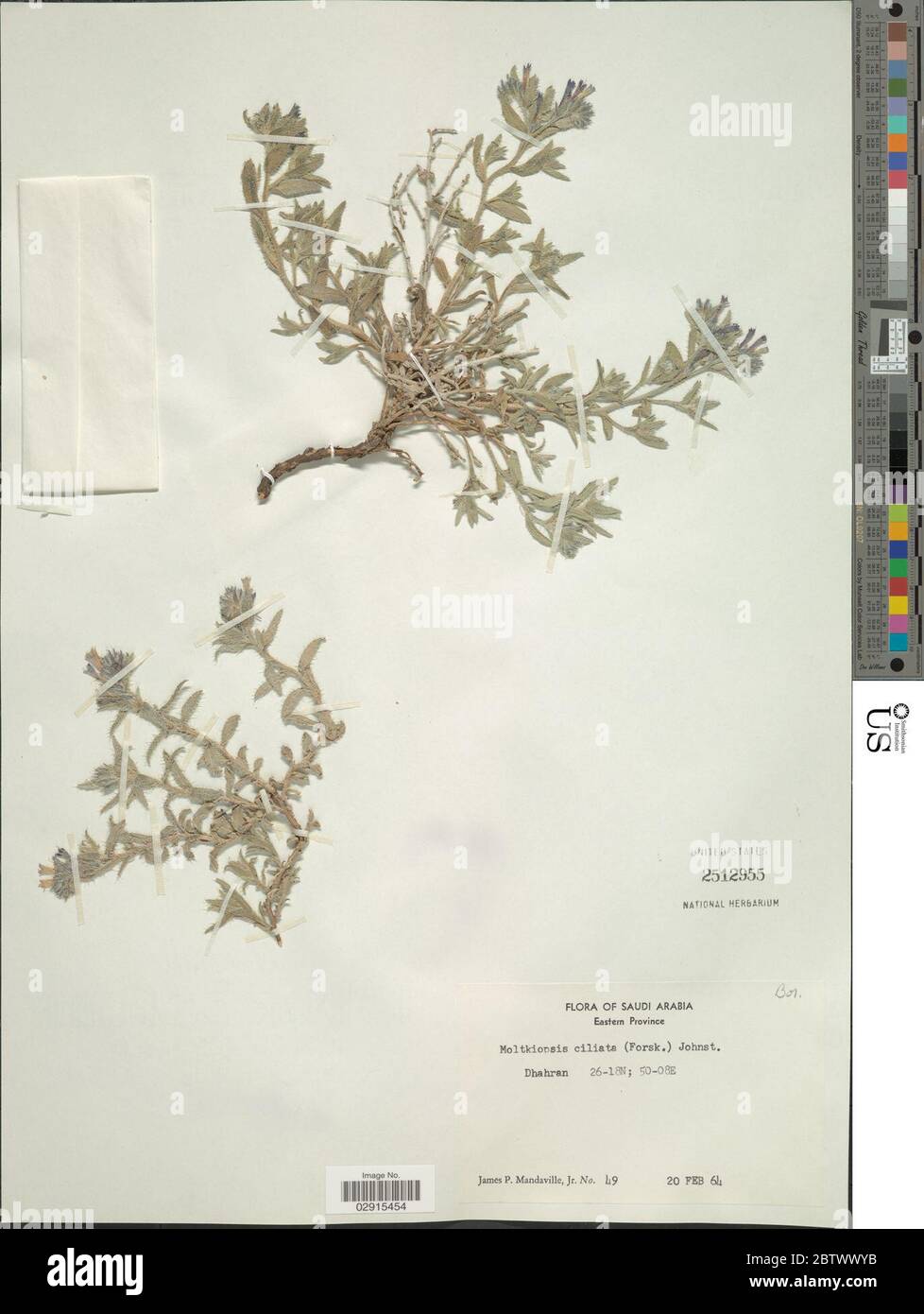 Lithospermum ciliatum Forssk Stock Photo - Alamy