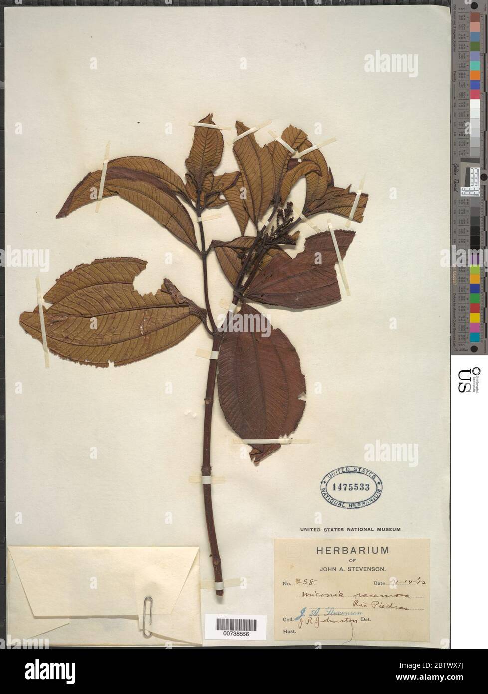 Miconia racemosa hi-res stock photography and images - Alamy