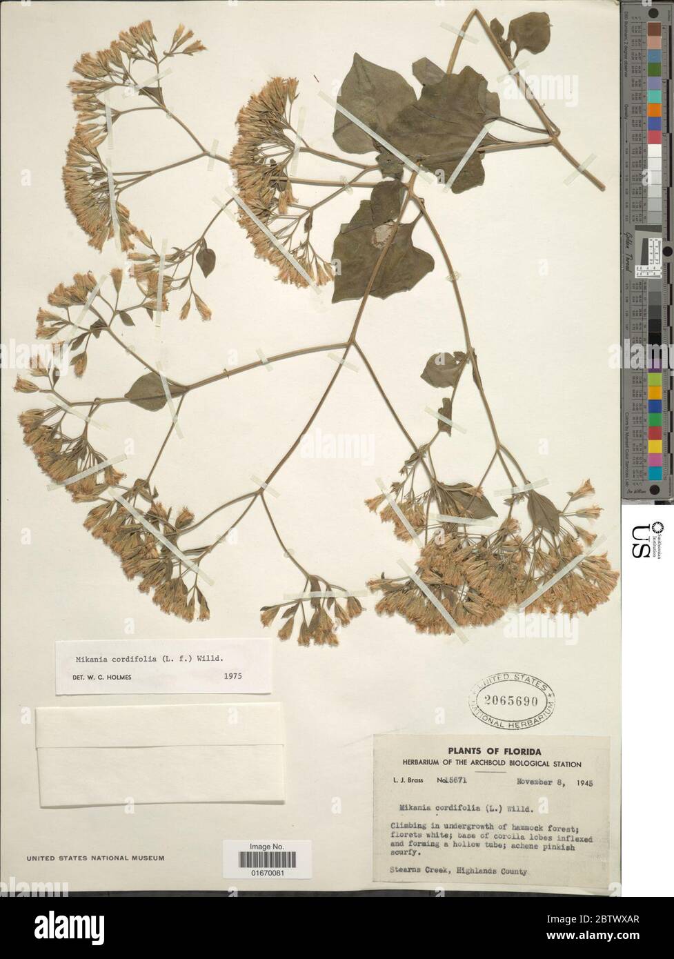 Mikania cordifolia hi-res stock photography and images - Alamy