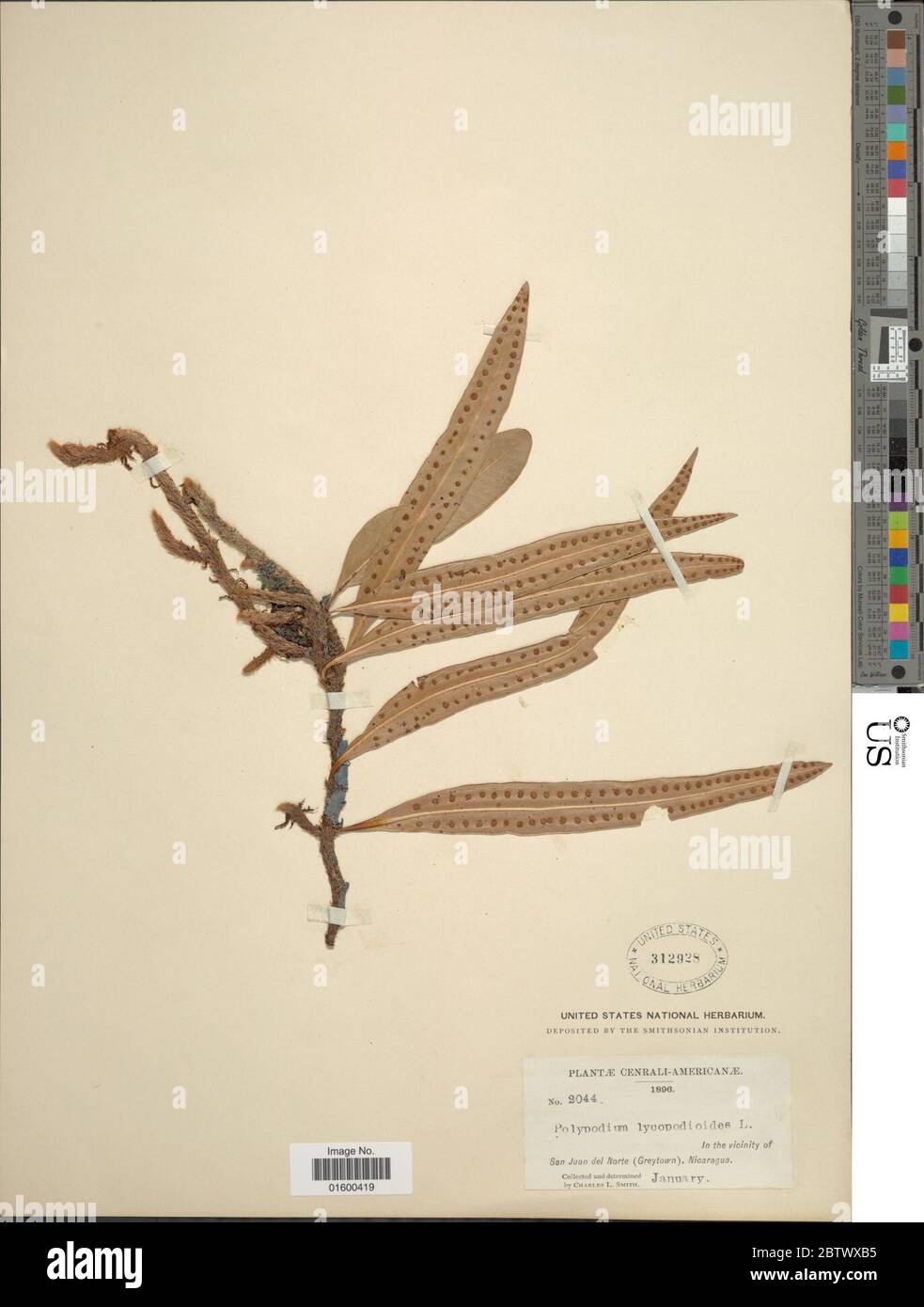 Microgramma nitida J Sm AR Sm Stock Photo - Alamy