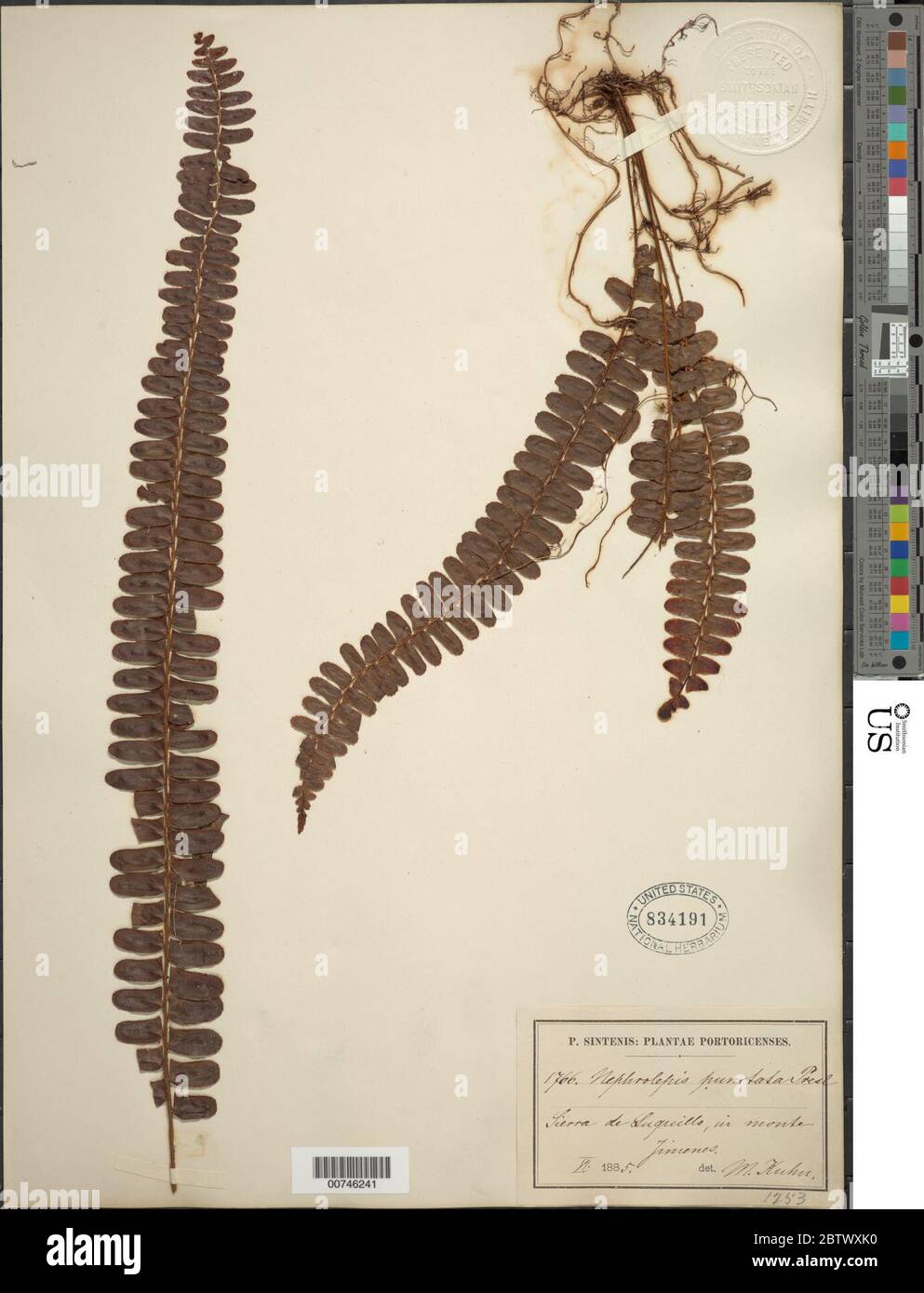 Nephrolepis rivularis Vahl Mett ex Krug Stock Photo - Alamy