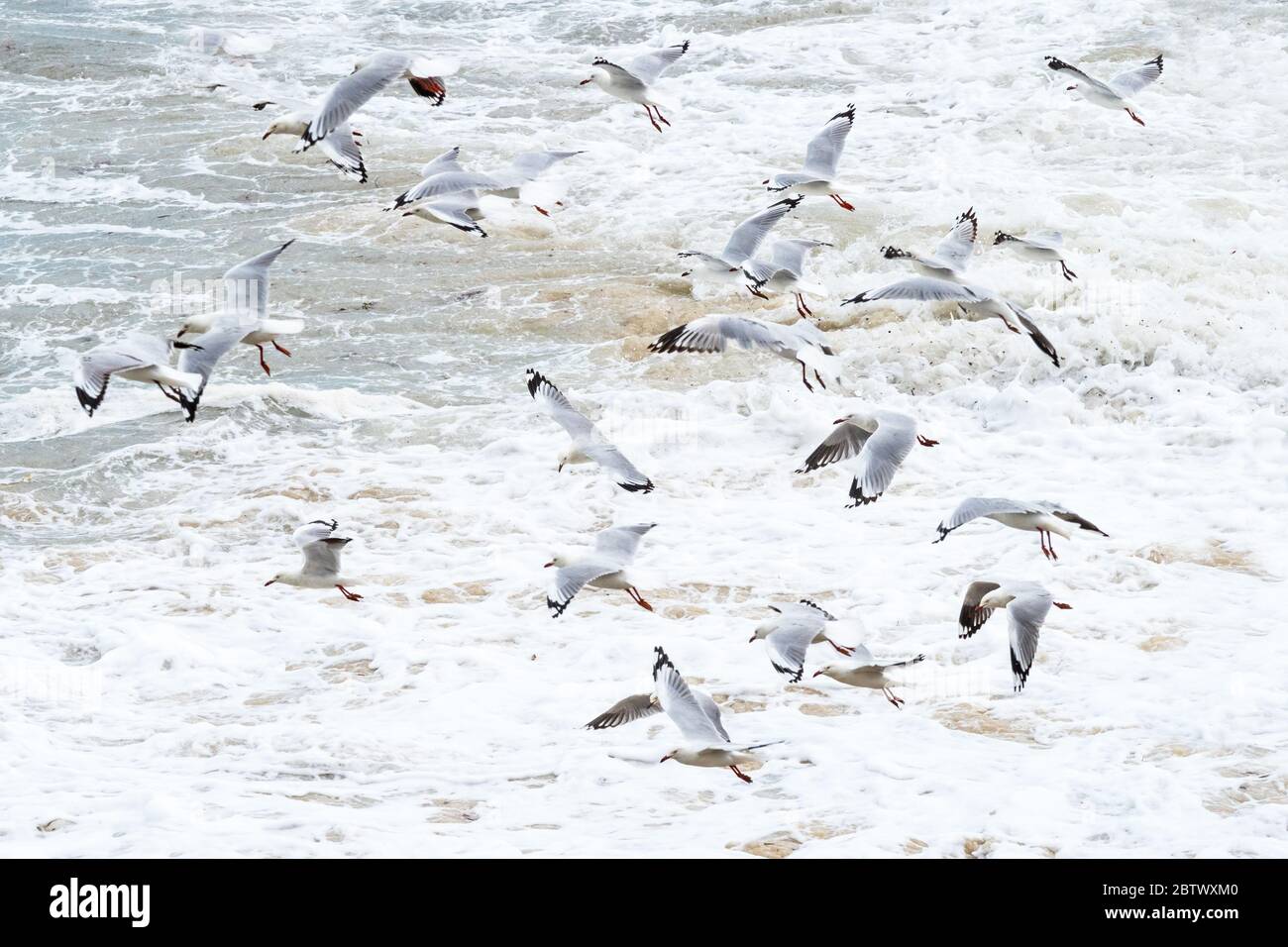 Australian silver gulls flying hi-res stock photography and images - Alamy