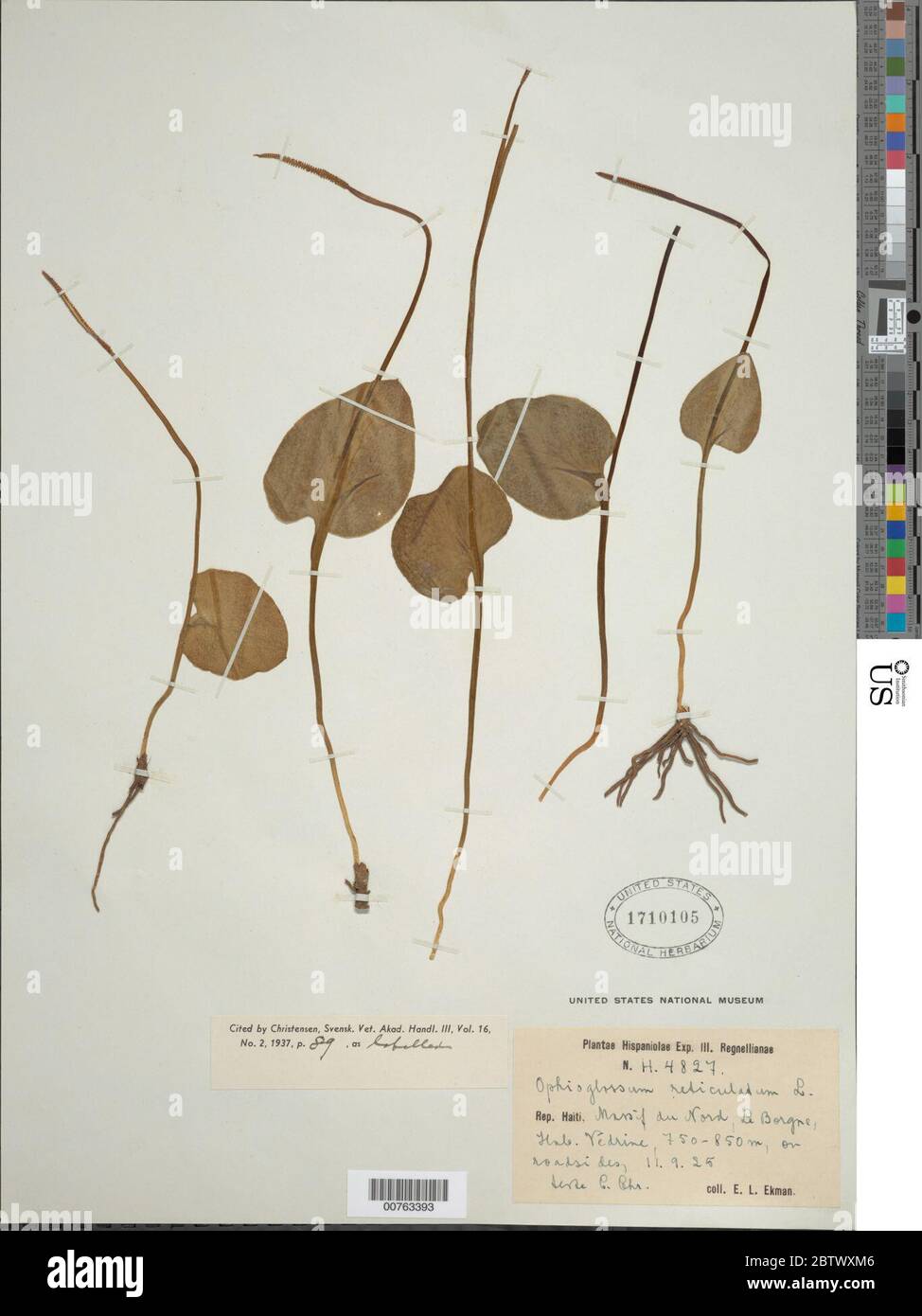 Ophioglossum reticulatum L Stock Photo - Alamy