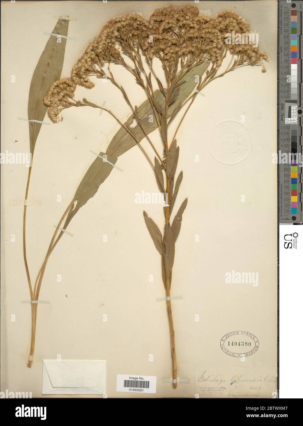 Oligoneuron hi-res stock photography and images - Alamy