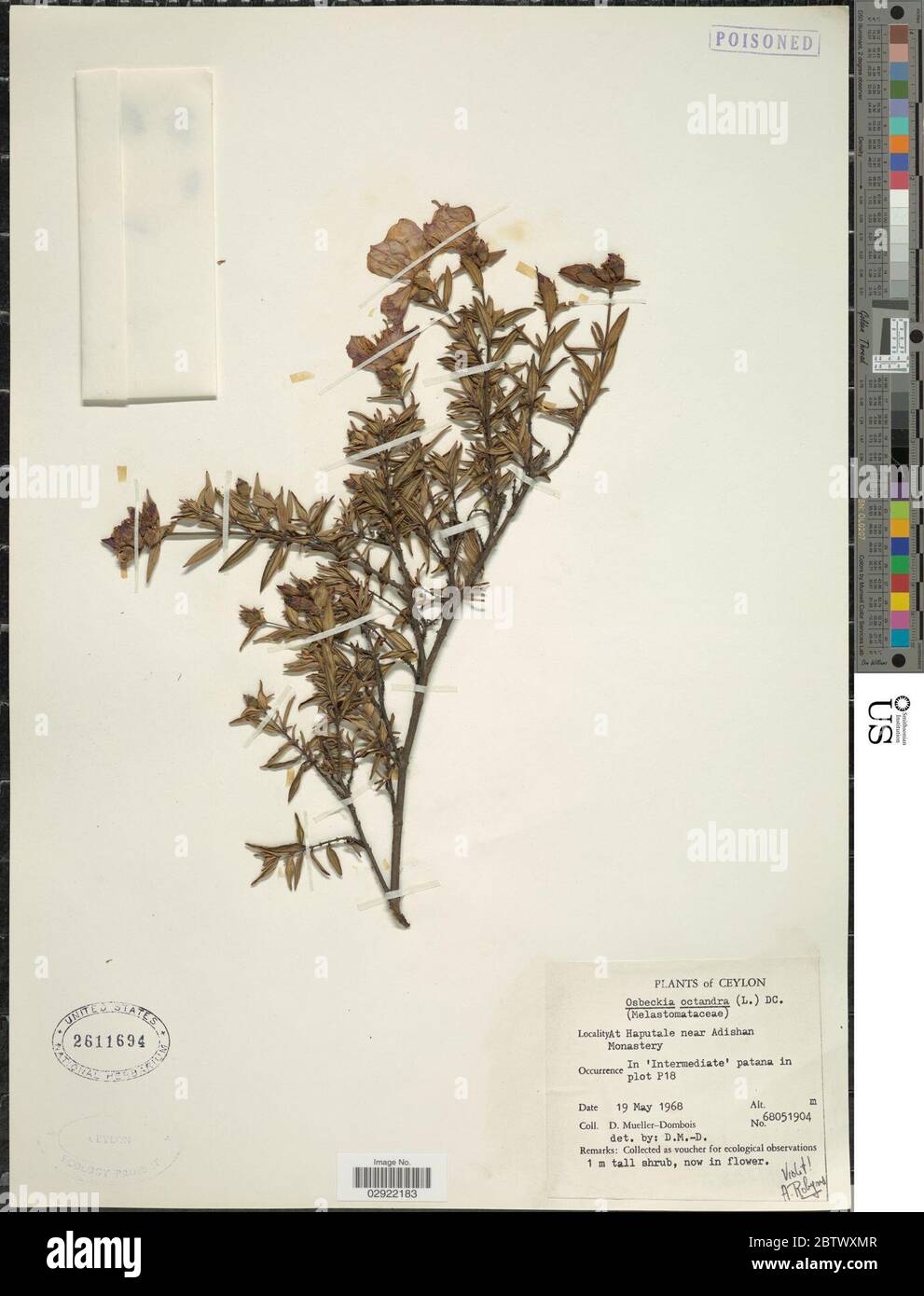 Osbeckia Octandra High Resolution Stock Photography and Images - Alamy